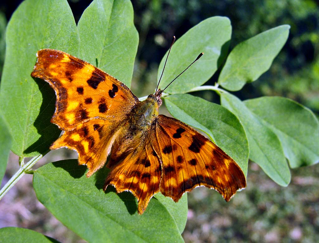 BIRDS,PEOPLE AND OTHER CRITTERS: COMMA BUTTERFLY