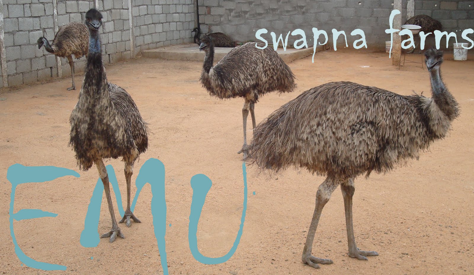 EMU FARMING: EMU FARMING