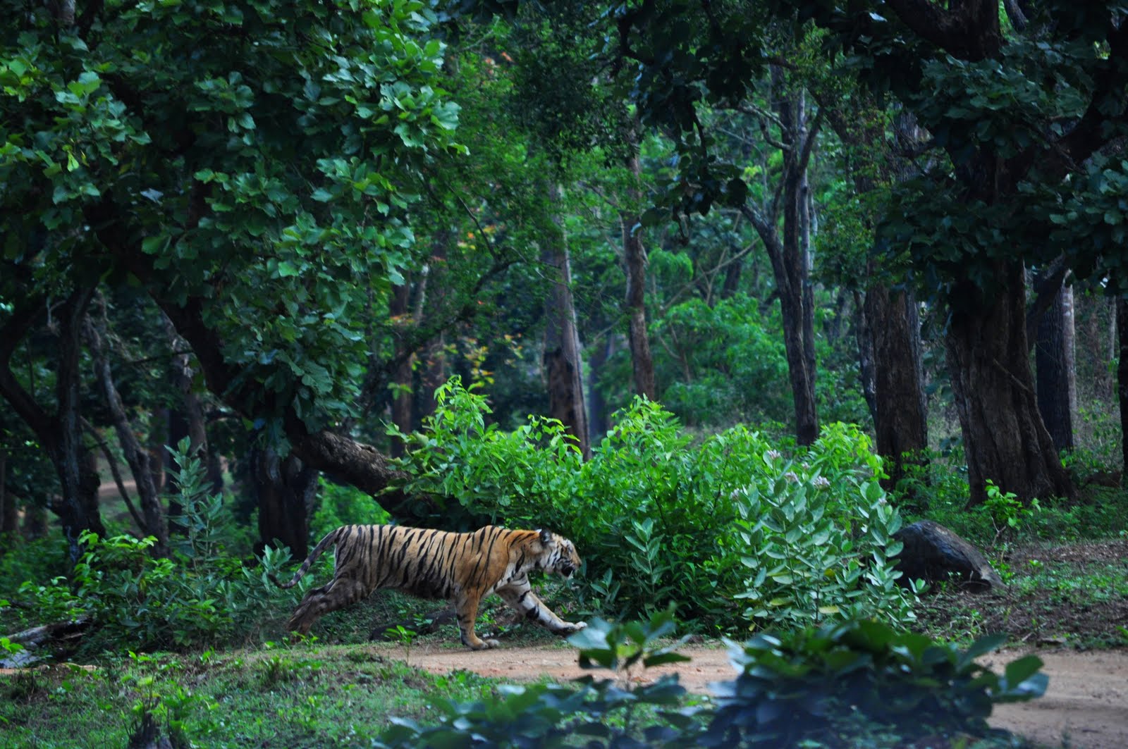 The Sounds Of Silence: On a Tiger Trail