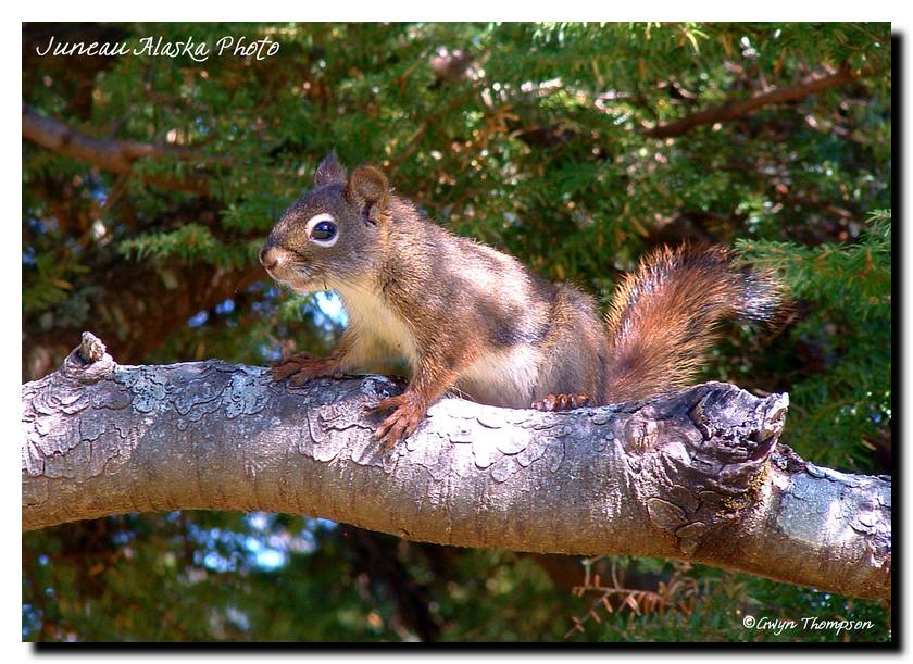 Juneau Alaska Photo: Red Squirrel