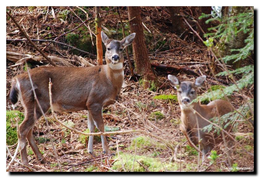 Juneau Alaska Photo: Sitka Black-Tailed Deer