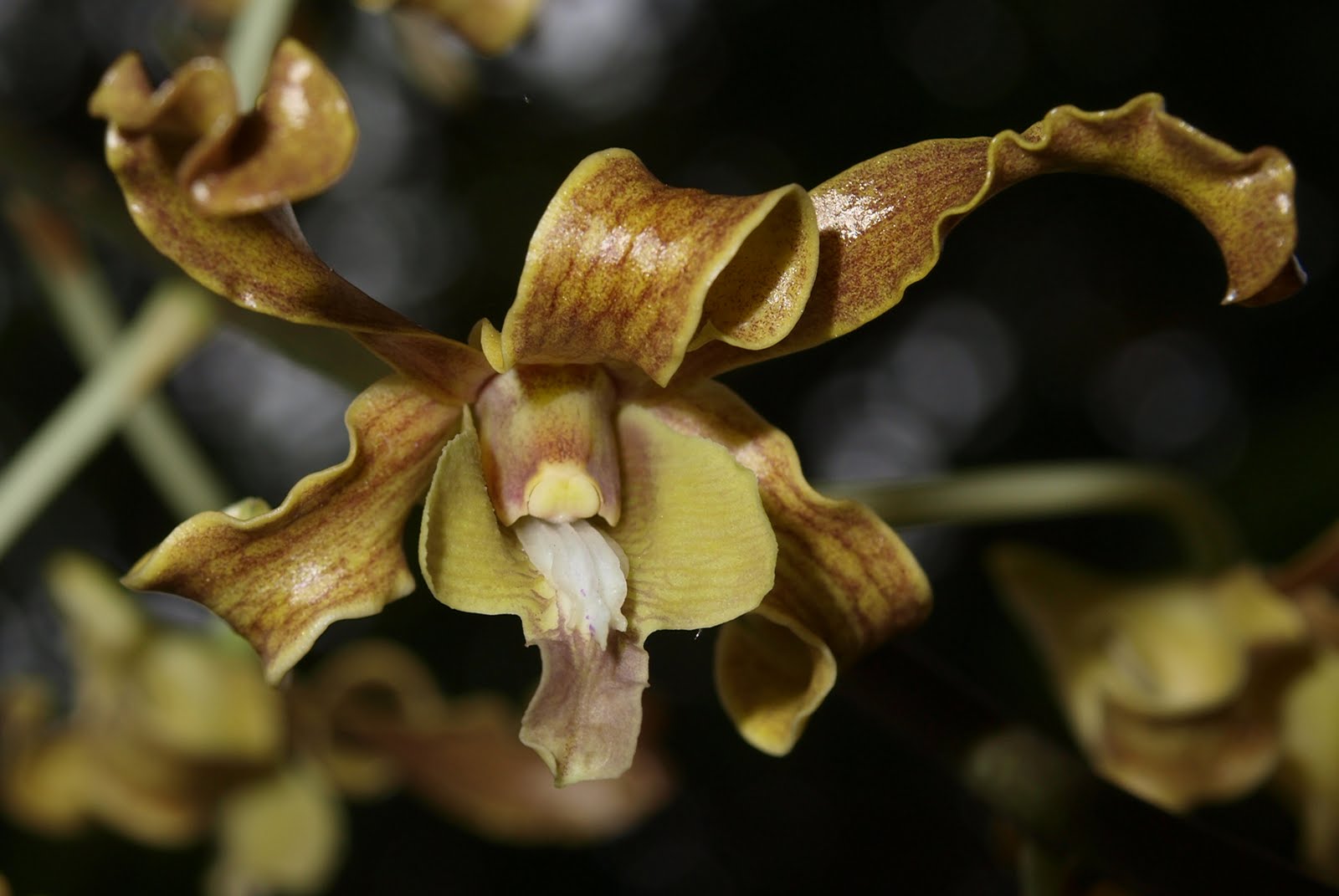 david's orchid species: Dendrobium discolor Lindley 1841