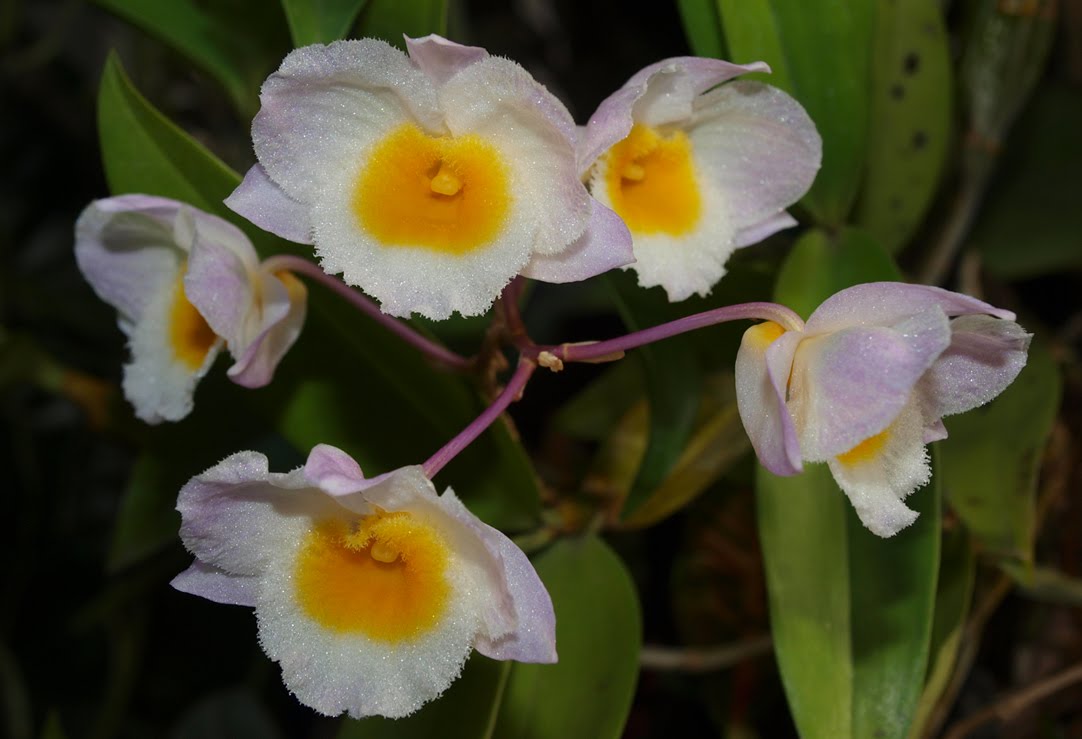 david's orchid species: Dendrobium farmeri Paxton 1849