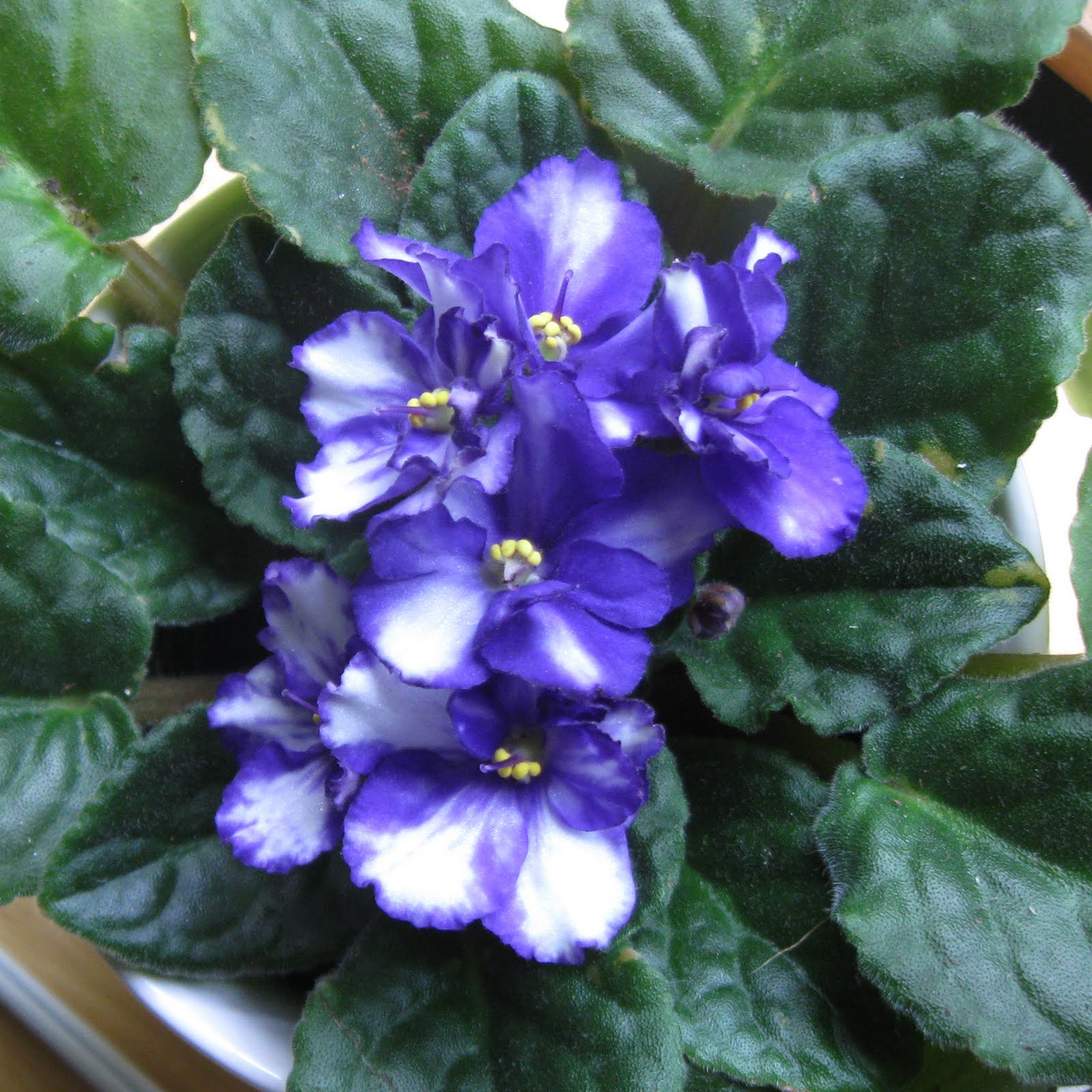 My Painting Room: happy violets