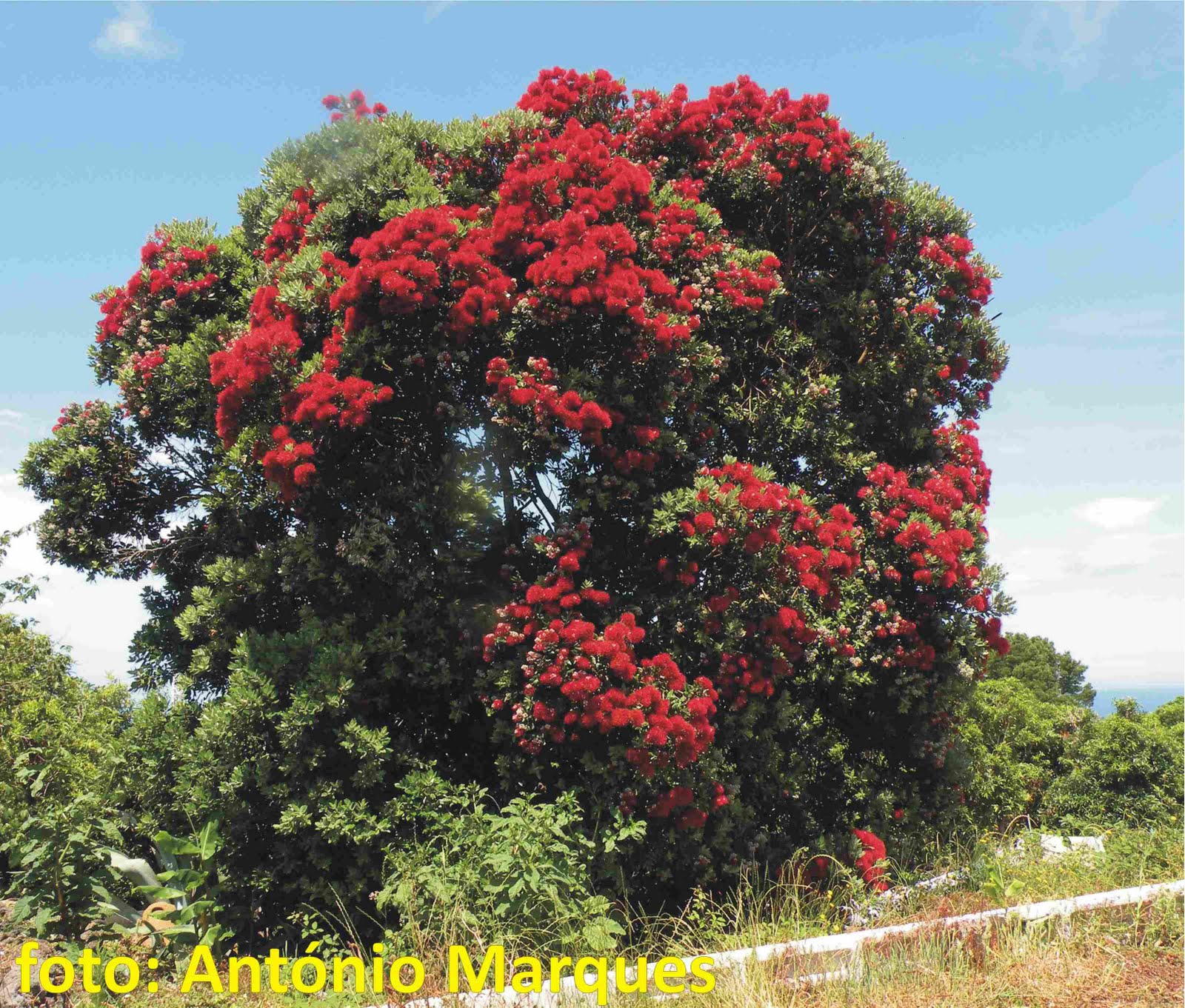 Monte do Mel: Metrosideros excelsa, uma “invasora” bem vinda…