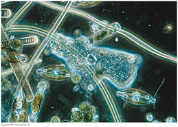 Biodiversidad amibiana: Las amibas de vida libre