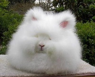Biotorrinco: Conejo de Angora