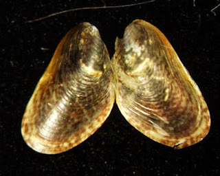 Flavors of Brazil: One Man's Meat, etc.... The Story of Sururu