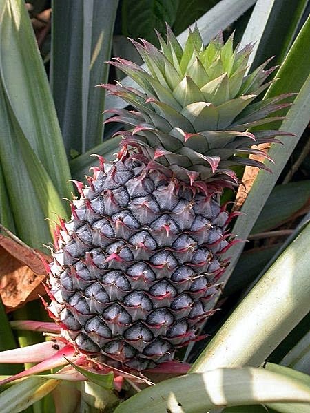 Flavors of Brazil: PINEAPPLE - Brazil's royal fruit