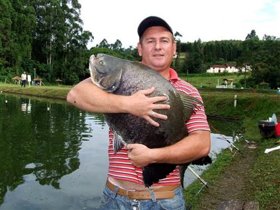 Flavors of Brazil: The Pacú - The Piranha's Delicious Cousin