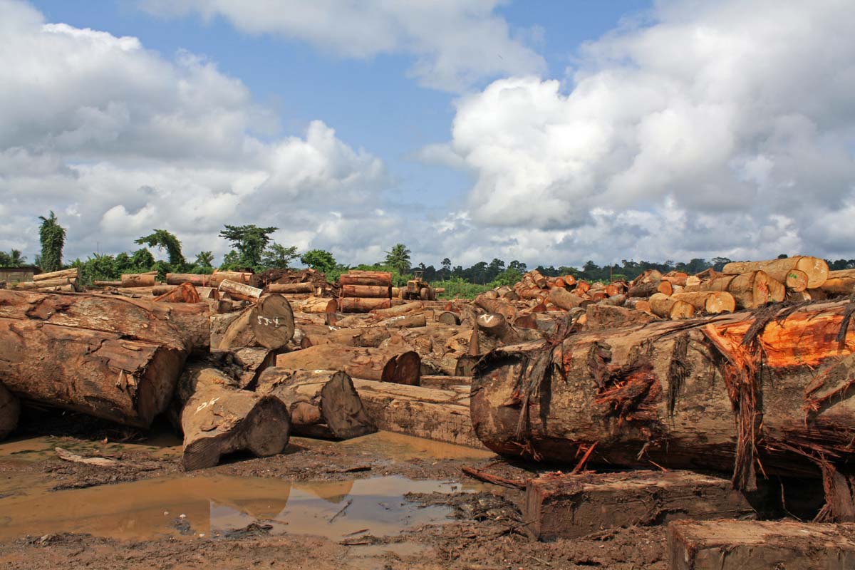 Auf Fuchsjagd in Ghana: Samartex - die „big mama“ Samrebois