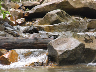 Flatwater Kayaking in PA: Mahoning Creek Lake: Additional Pics