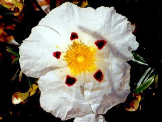 Conoce las Plantas: jara (cistus spp.)
