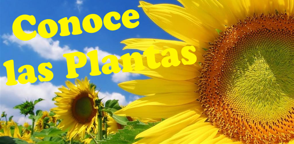 Conoce las Plantas: Hortensia (Hydrangea sp)