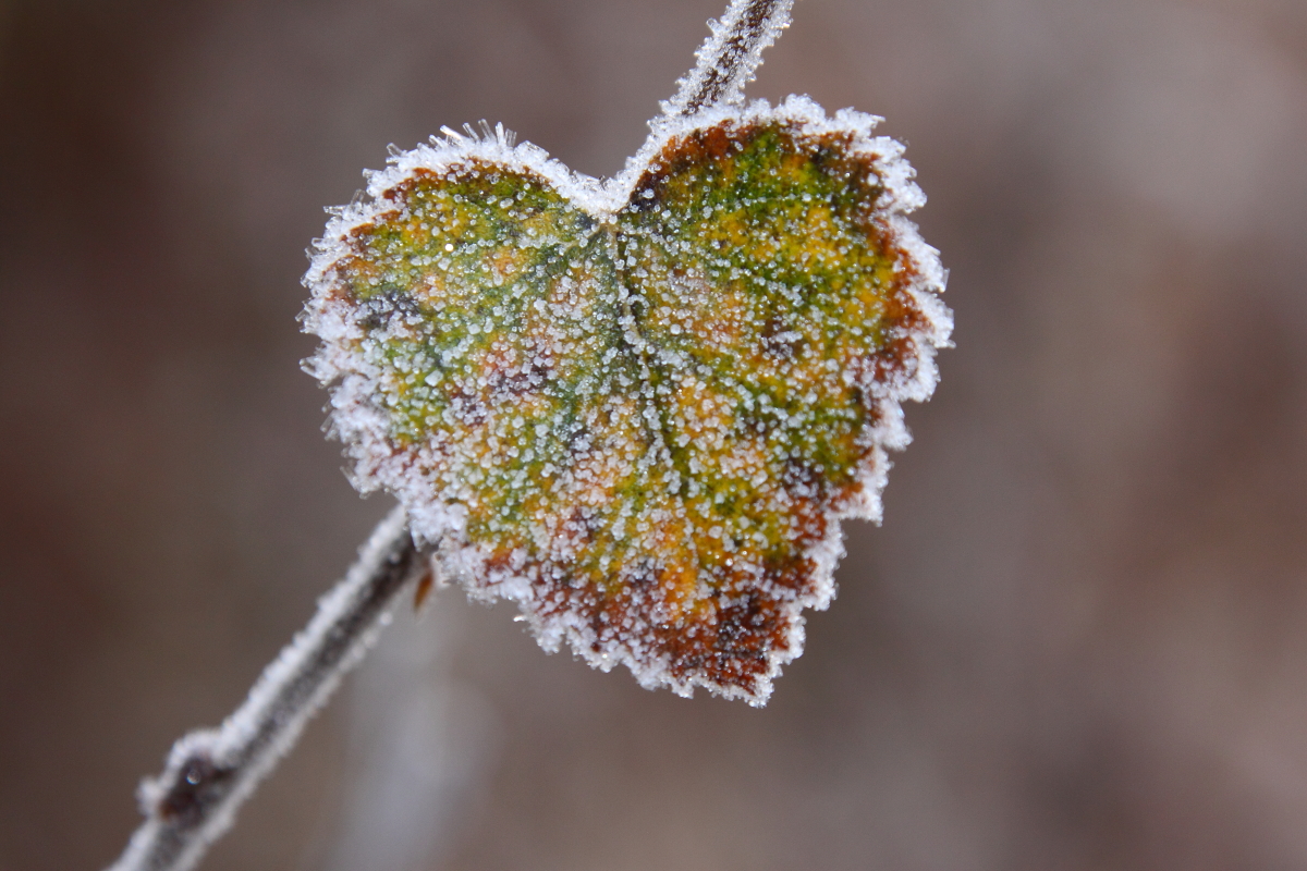 Lorents H Blomseth's naturfotoblogg: Høst, .. i møtet mellom sommer og ...