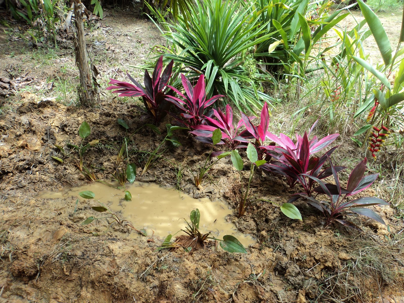my Kambatik Botanic Garden: Aquatic plants collection project