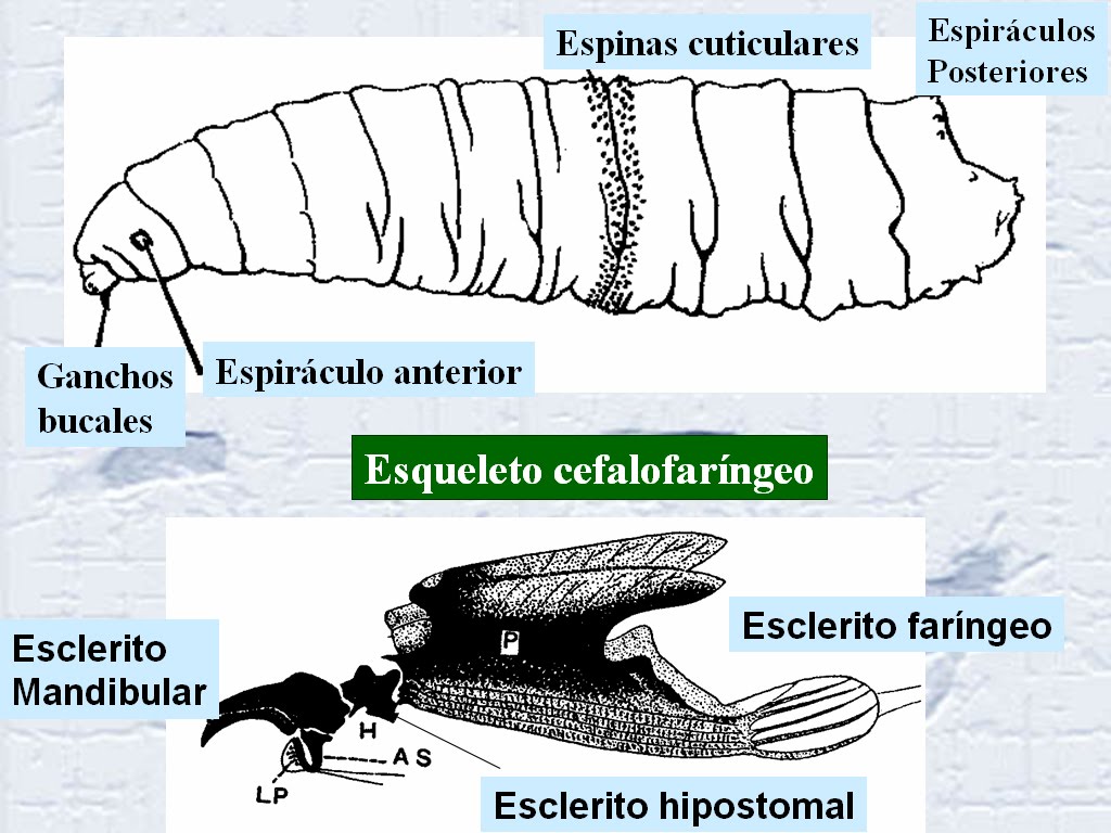 PROYECTO DE LARVA DE MOSCA, VANGUARDIA (VILLAVICENCIO)