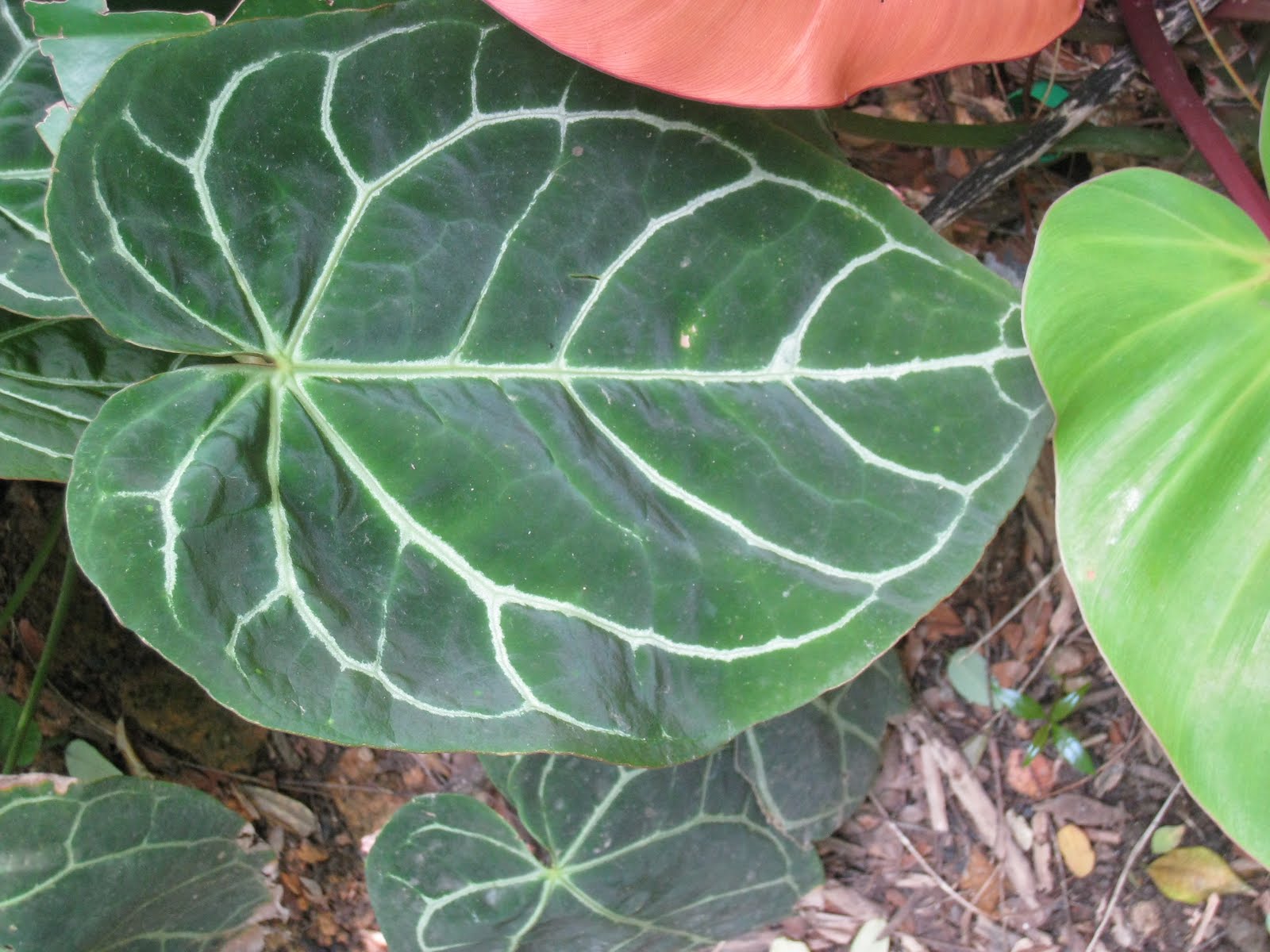 Class 3D 2010: leaves - network vs parallel veins