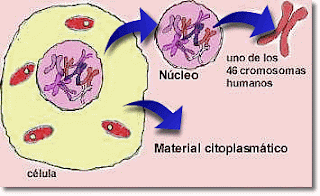 BIOLOGIA: ESTRUCTURA DEL CROMOSOMA