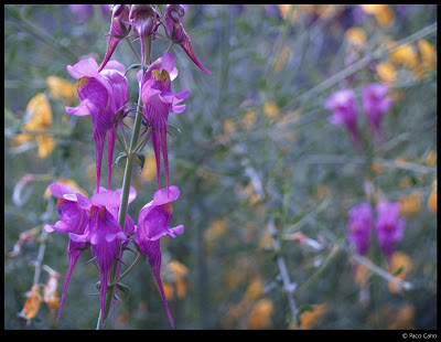 Un poco de Naturaleza y Montañas.: 10-05-2009 XXV TRAVESÍA 'EMPERADOR ...