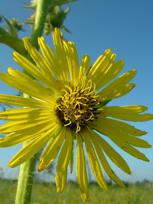 All Prairie: Compass Plant