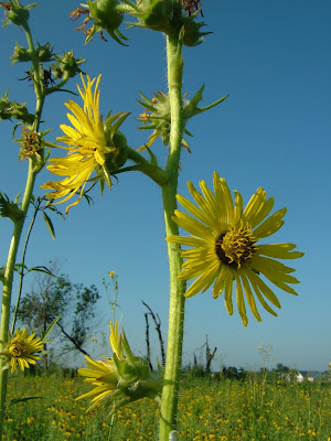 All Prairie: Compass Plant