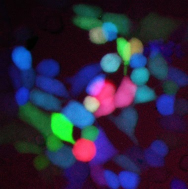 The Artistic Synapse: Brainbow: Brain Connectivity in Color