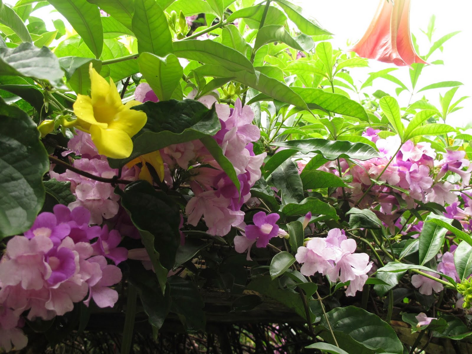 The Phlip Side: Philippine Flora