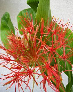 Fotografías y mas: Exotica flor