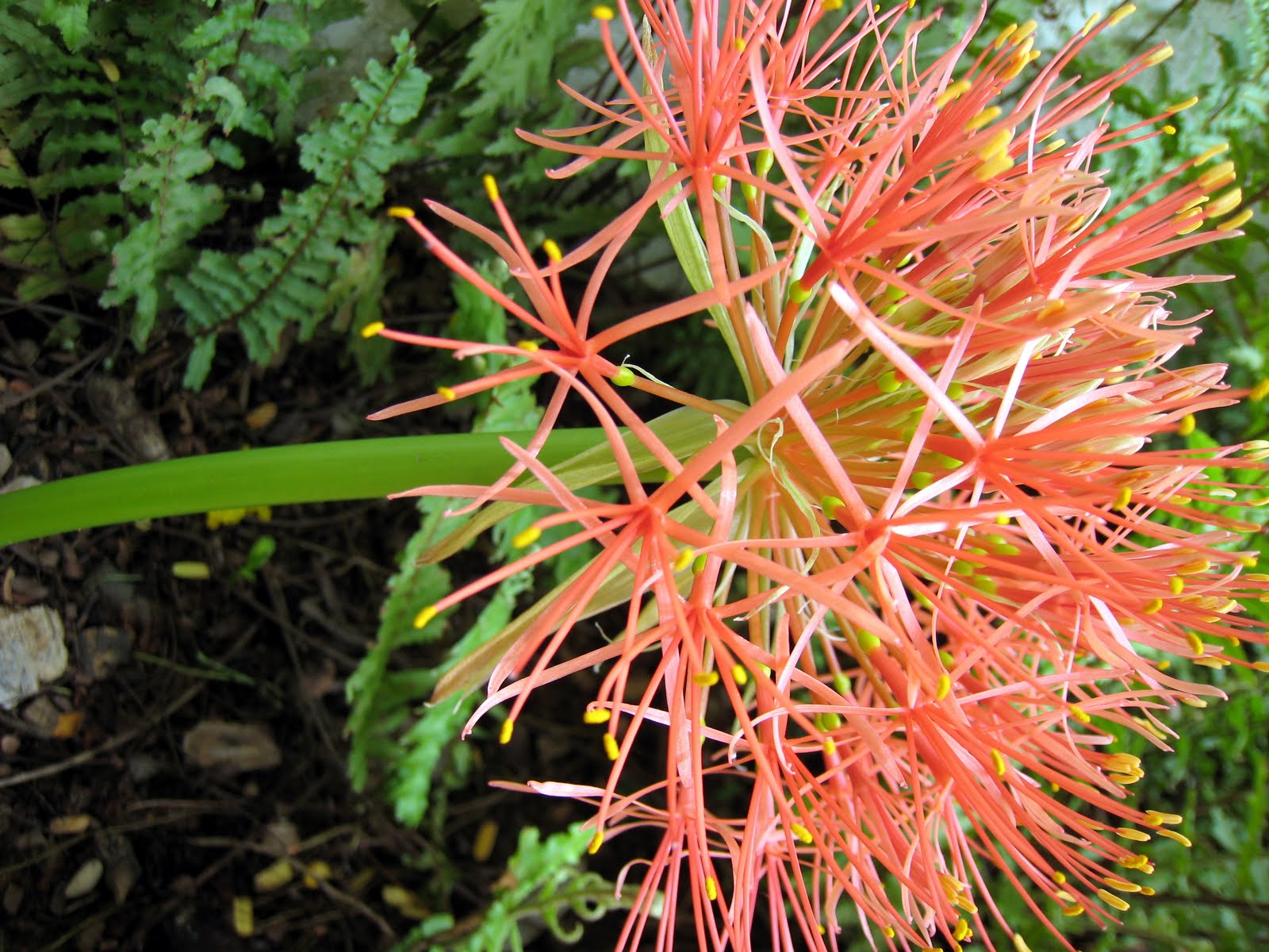 Fotografías y mas: Exotica Flor III