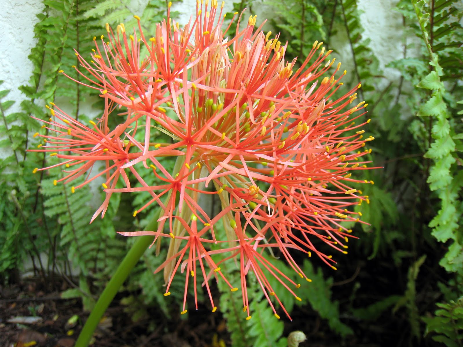 Fotografías y mas: Exotica Flor III