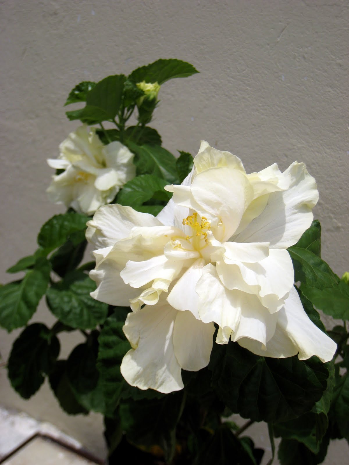 Fotografías y mas: Hibisco o Cayena Blanca