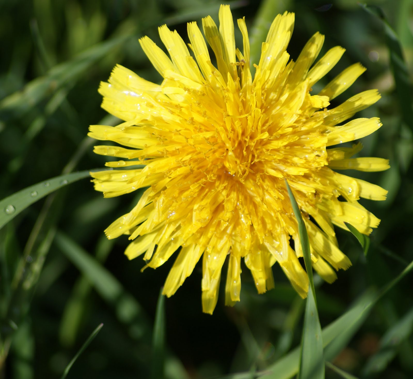 Lenas fotoblogg: Maskros bild 98