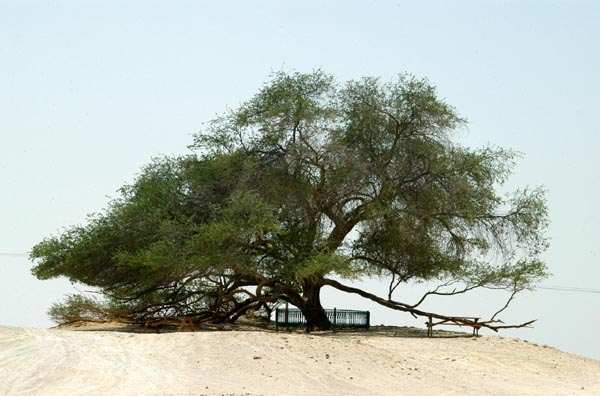 Pohon Kehidupan (Bahrain Tree Of Life)