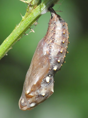 Bedfordshire's flora and fauna online: Painted Lady Pupa