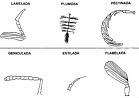 Los Mosquitos: ANTENAS, ALAS Y PATAS DE LOS INSECTOS