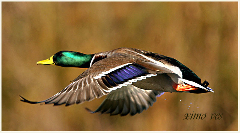 Viento y Vela: COLL VERD