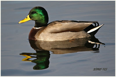 Viento y Vela: COLL VERD