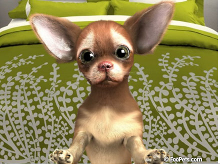 Animals Rule!: FooPets