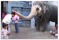 Plan To Ban Elephants Blessing Devotees in Tamil Nadu Temples | Hindu Blog