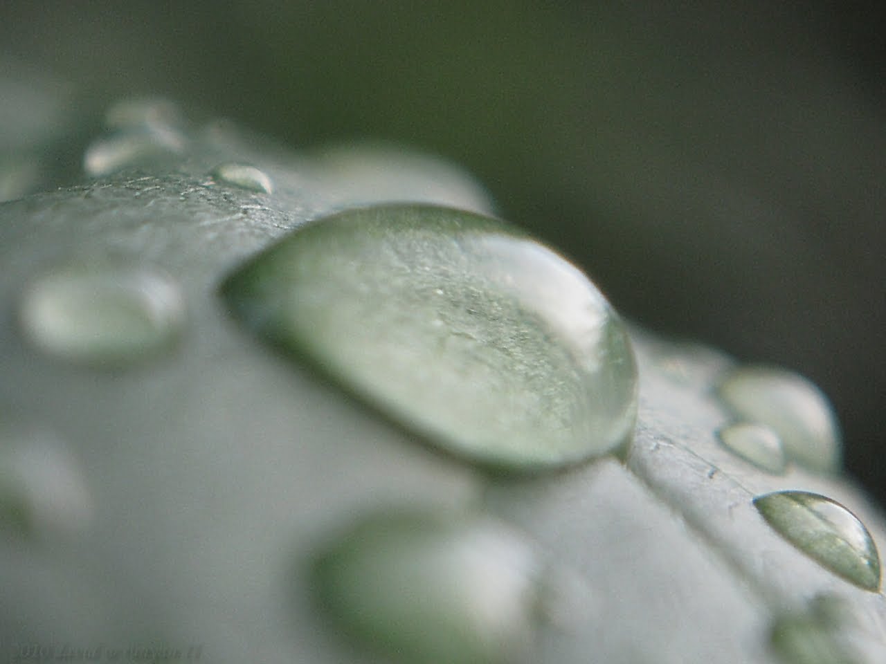 Near to Nature: Magnified Raindrops