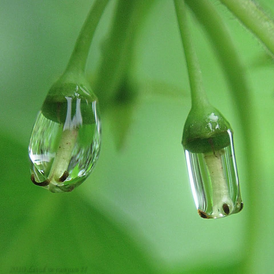 Near to Nature: Magnified Raindrops