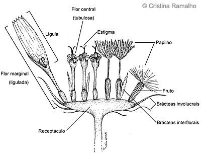 PLANTAS E BICHOS DE BRASÍLIA (anotações de um naturalista amador ...