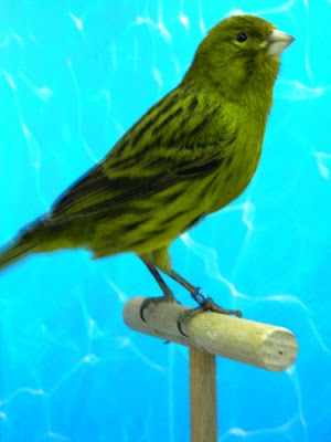 Canários - O Homem e as aves - Canários : Canari Noir Jaune