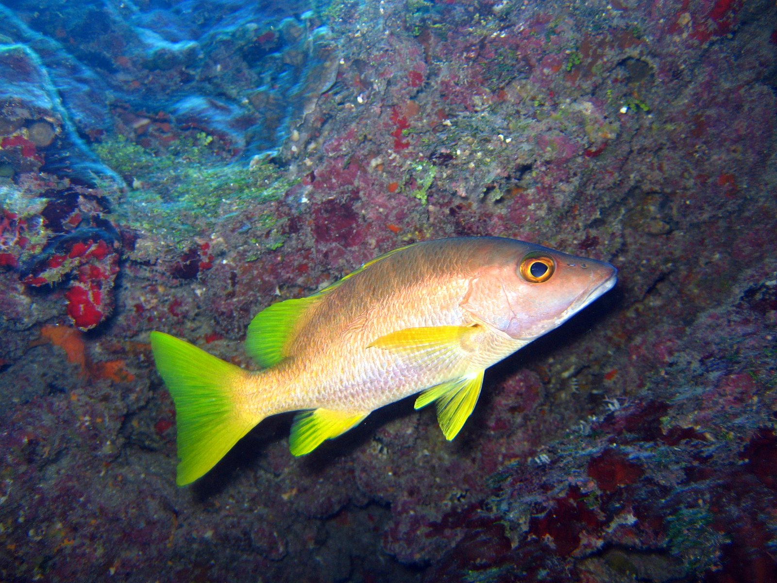 Get Narced, Underwater Photography: Snapper: Grand Cayman