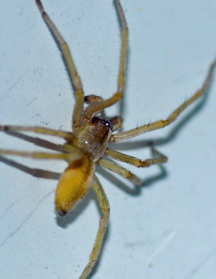 MObugs: Long-Legged Sac Spider