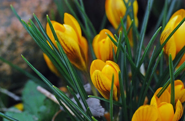 Explore Missouri: Yellow Crocus