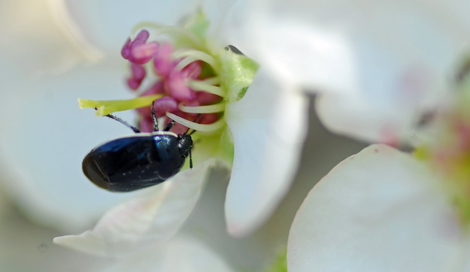 MObugs: Spring Insects