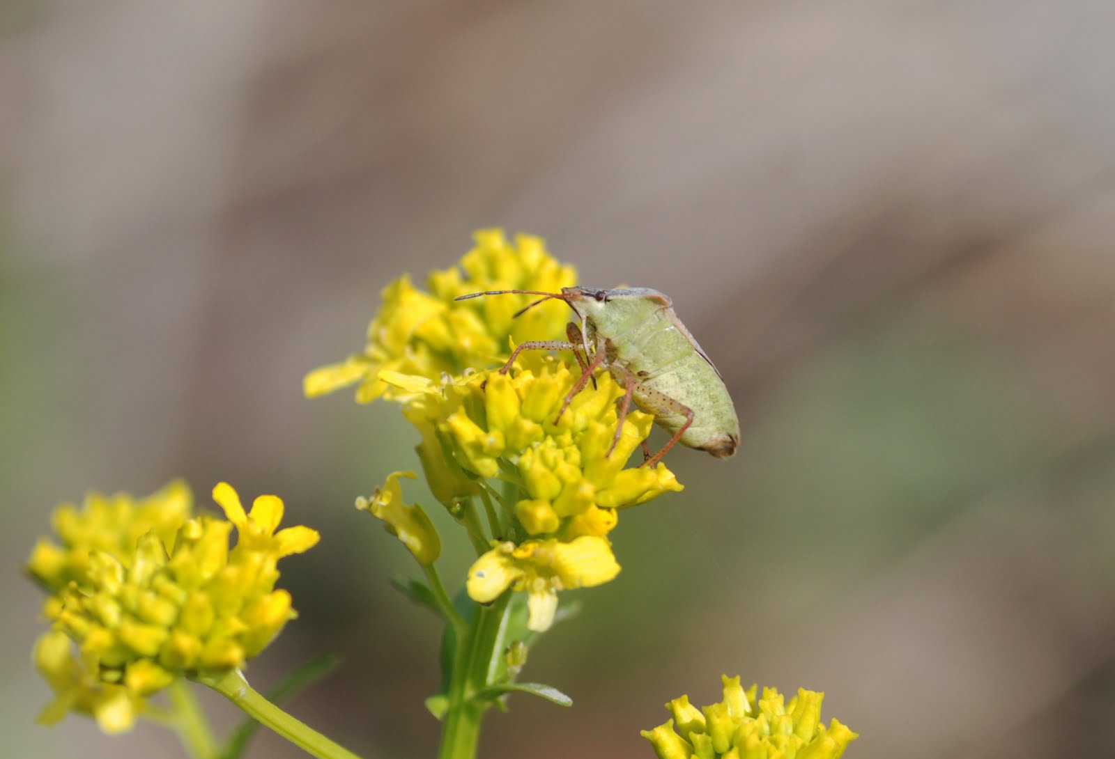 MObugs: Spring Insects