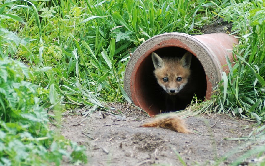 Explore Missouri: Red Fox